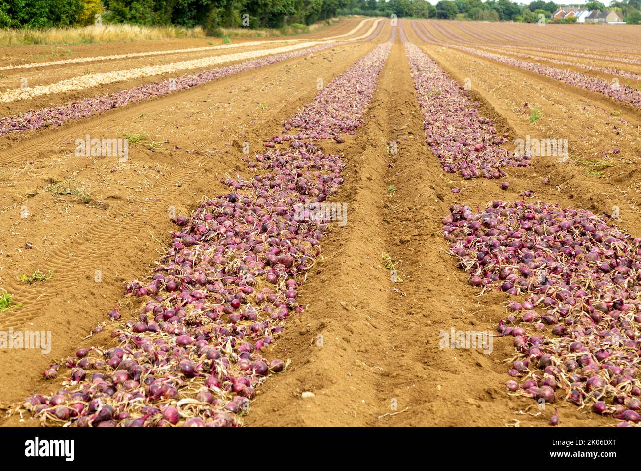 Onion crop harvested in in rows acros field, Sutton, Suffolk, England ...