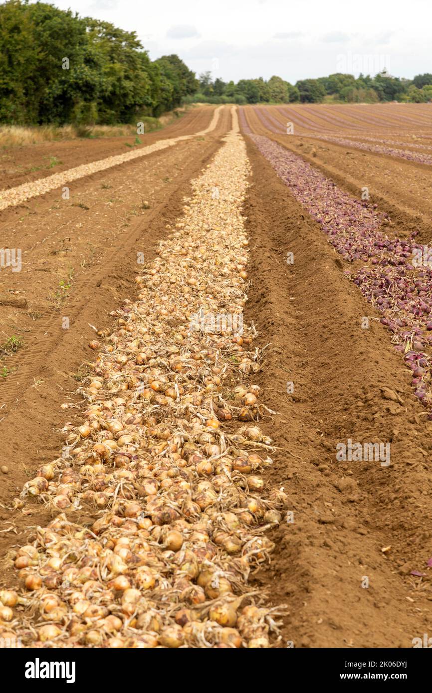 Onion crop harvested in in rows acros field, Sutton, Suffolk, England ...