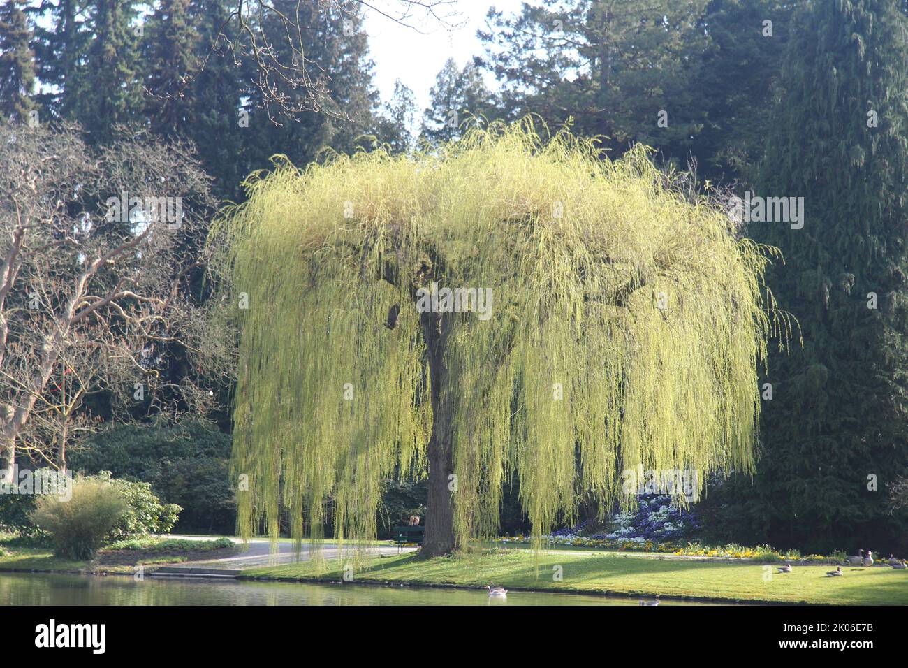 The True weeping willow (Salix babylonica) is a plant from the kind of ...