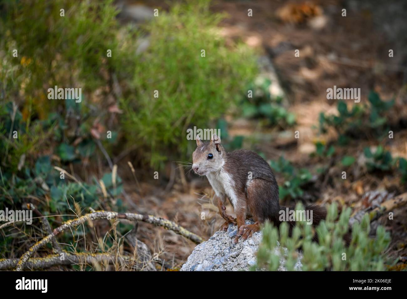 The red squirrel, or simply common squirrel, is a species of ...