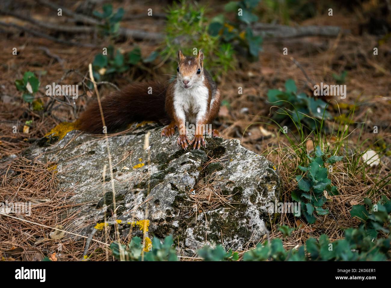 The red squirrel, or simply common squirrel, is a species of ...