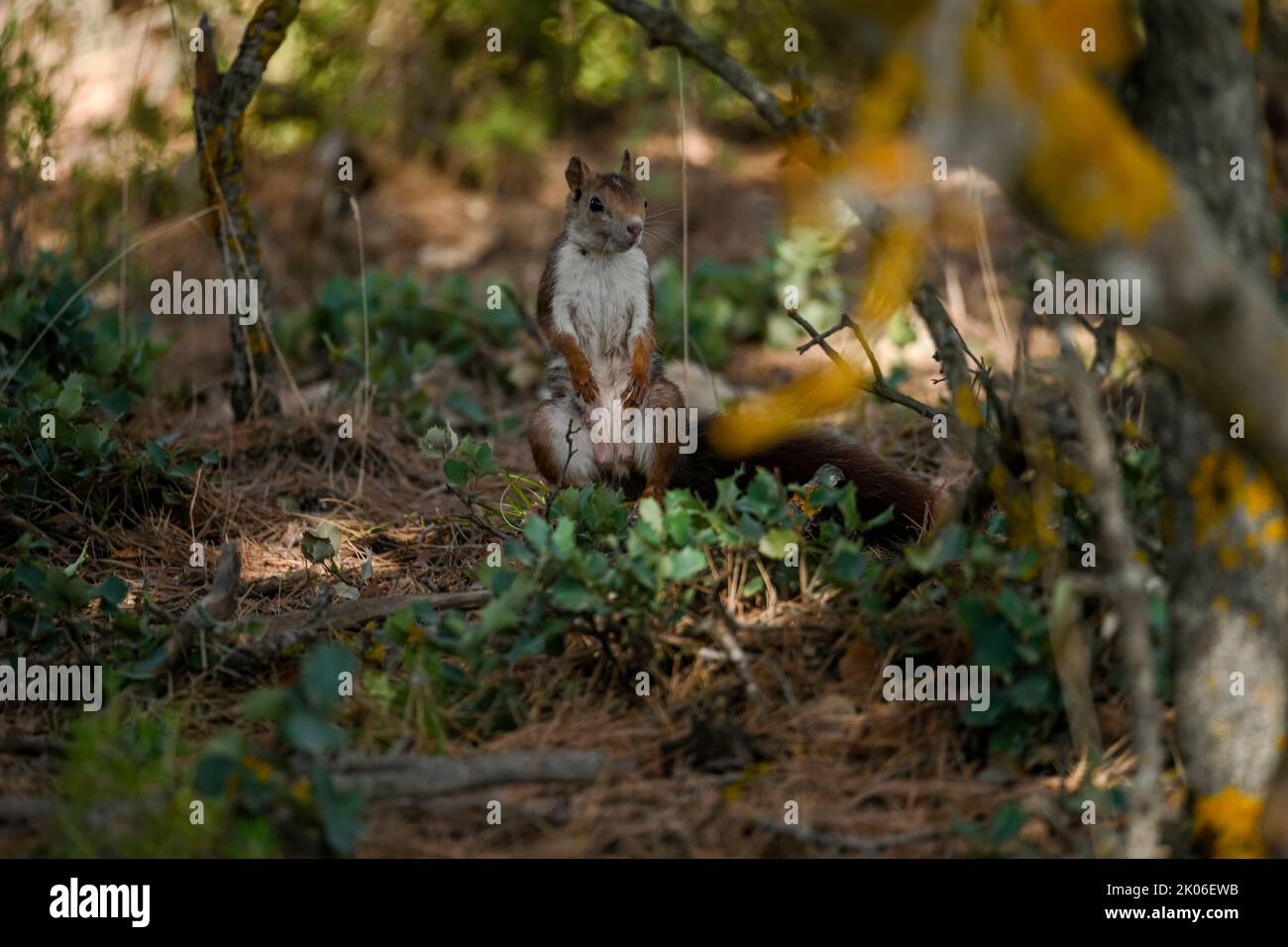 The red squirrel, or simply common squirrel, is a species of ...