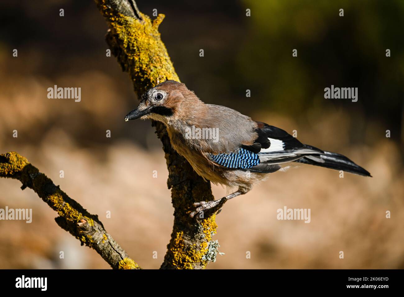 Common Jay or Garrulus glandarius, passerine of the corvid family Stock ...