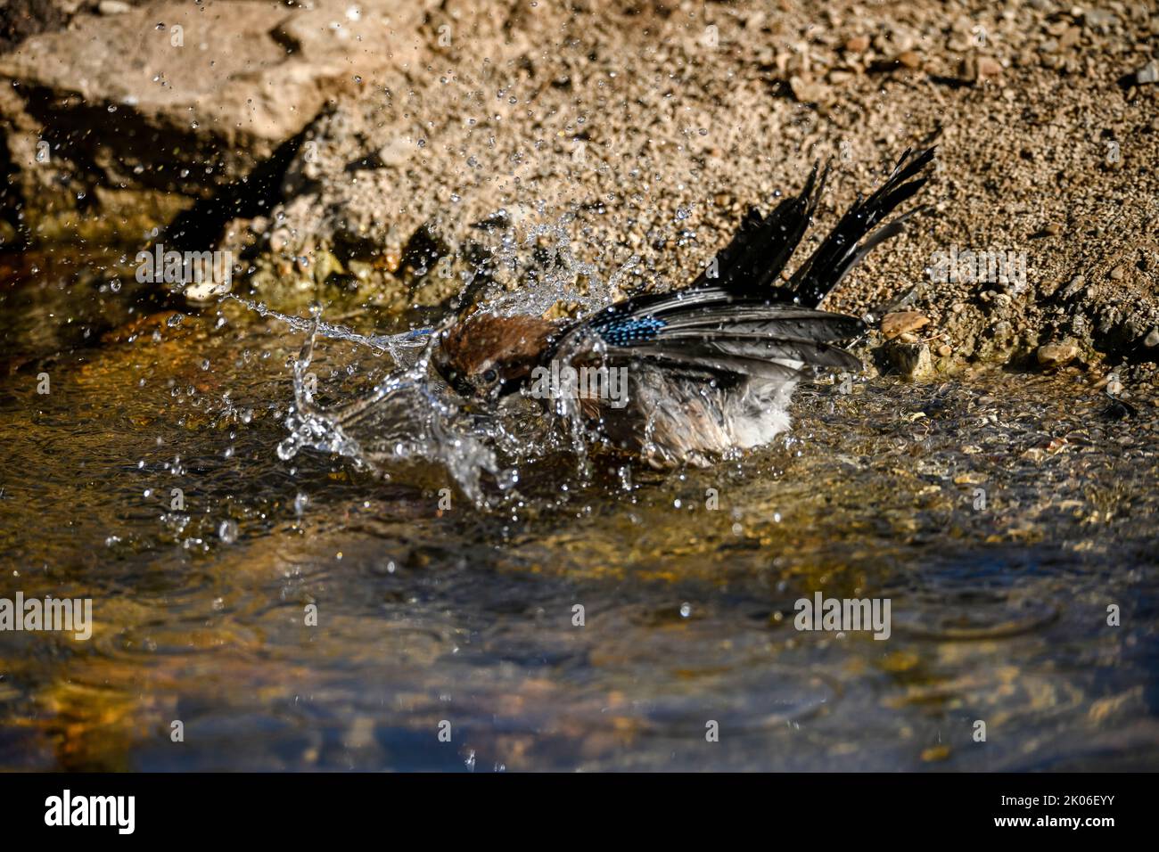 Common Jay or Garrulus glandarius, passerine of the corvid family Stock ...