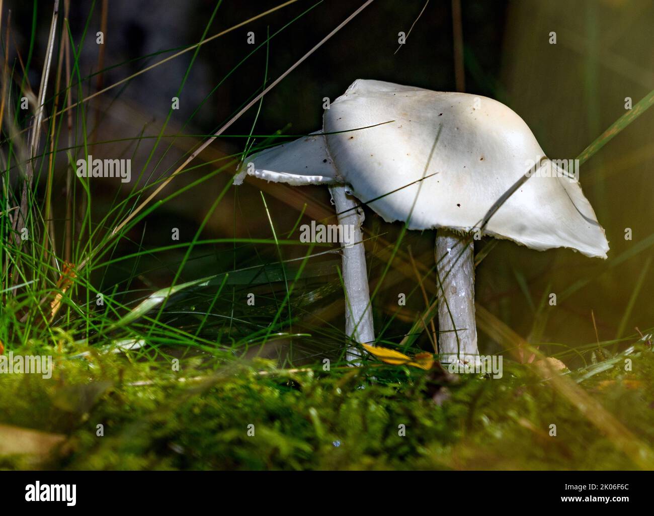 The deadly poisonous "destroying angel" (Amanita virosa) from Hidra ...
