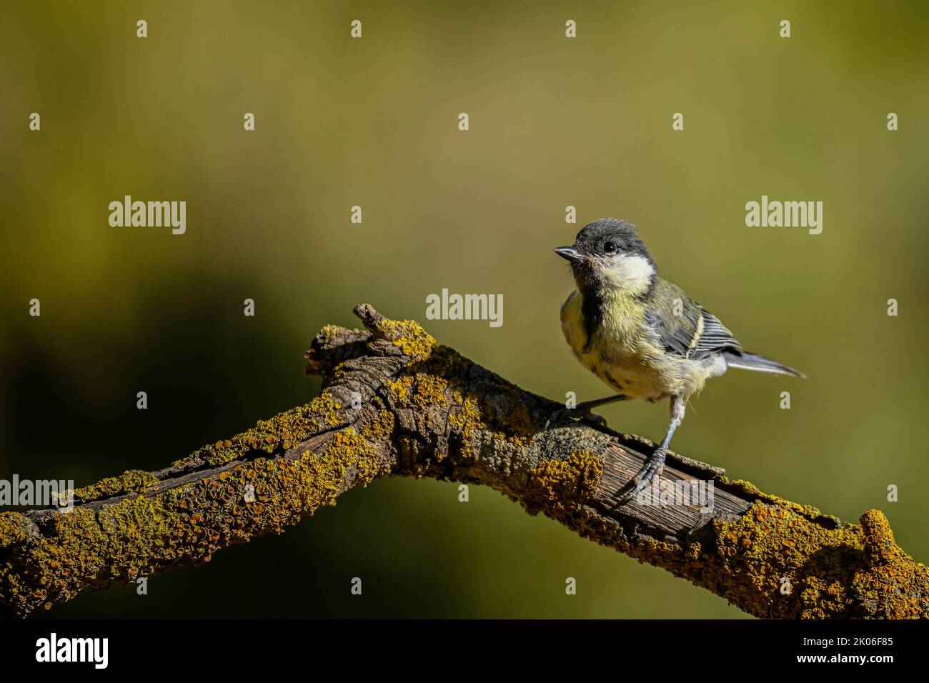 Parus major or common chickadee, is a species of passerine bird of the ...