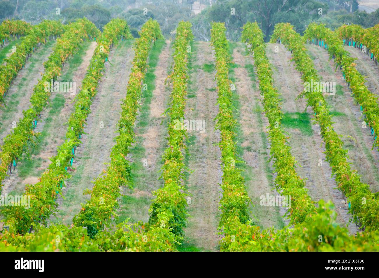 Barossa heritage trail hi-res stock photography and images - Alamy
