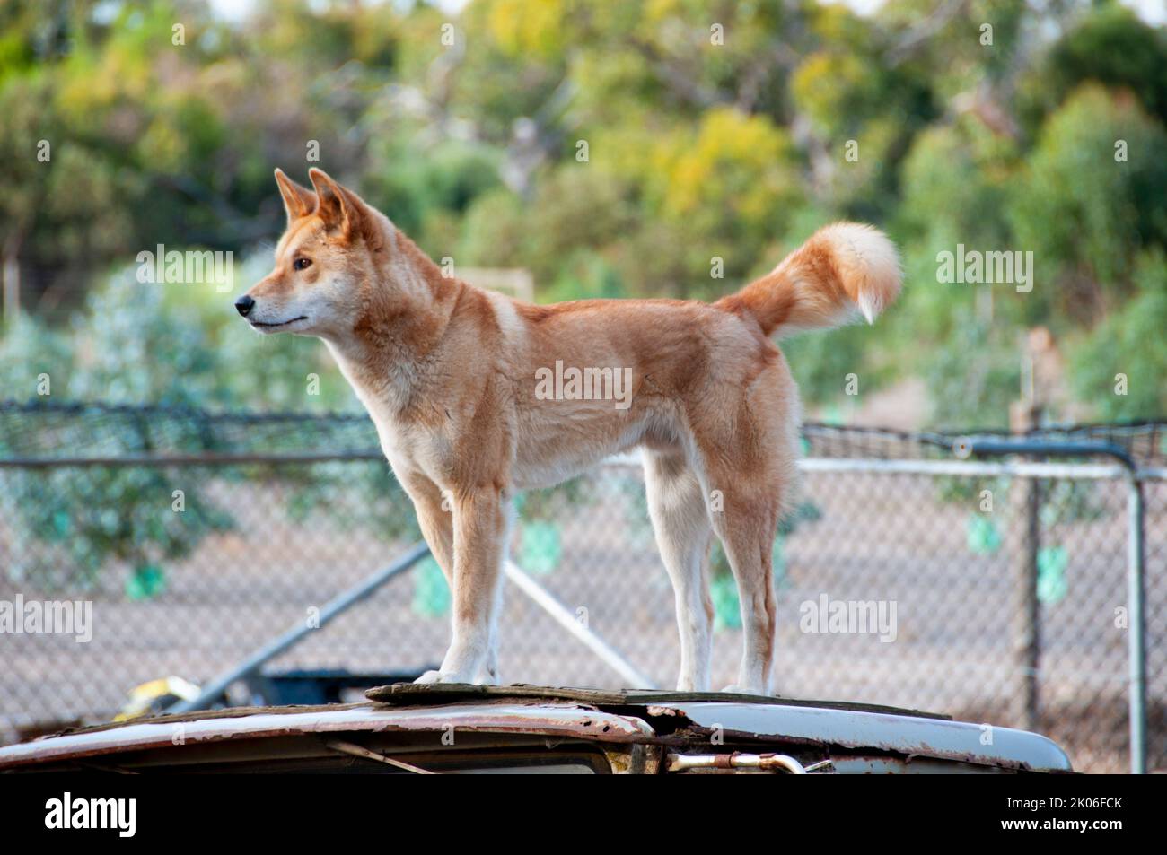 Dingo in a Conservation Park Stock Photo - Alamy