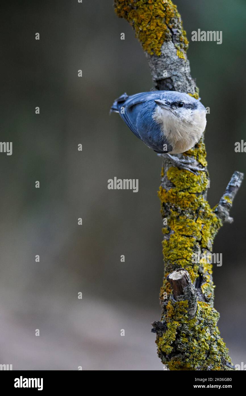 Sitta europaea - The nuthatch is a species of passerine bird in the ...