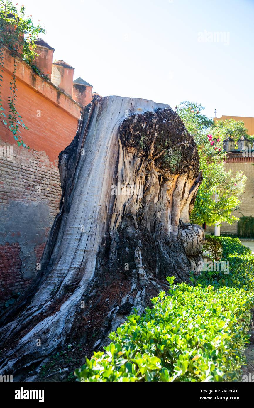 Seville, Spain - October 10: The Royal Alcazars of Seville, known as al ...
