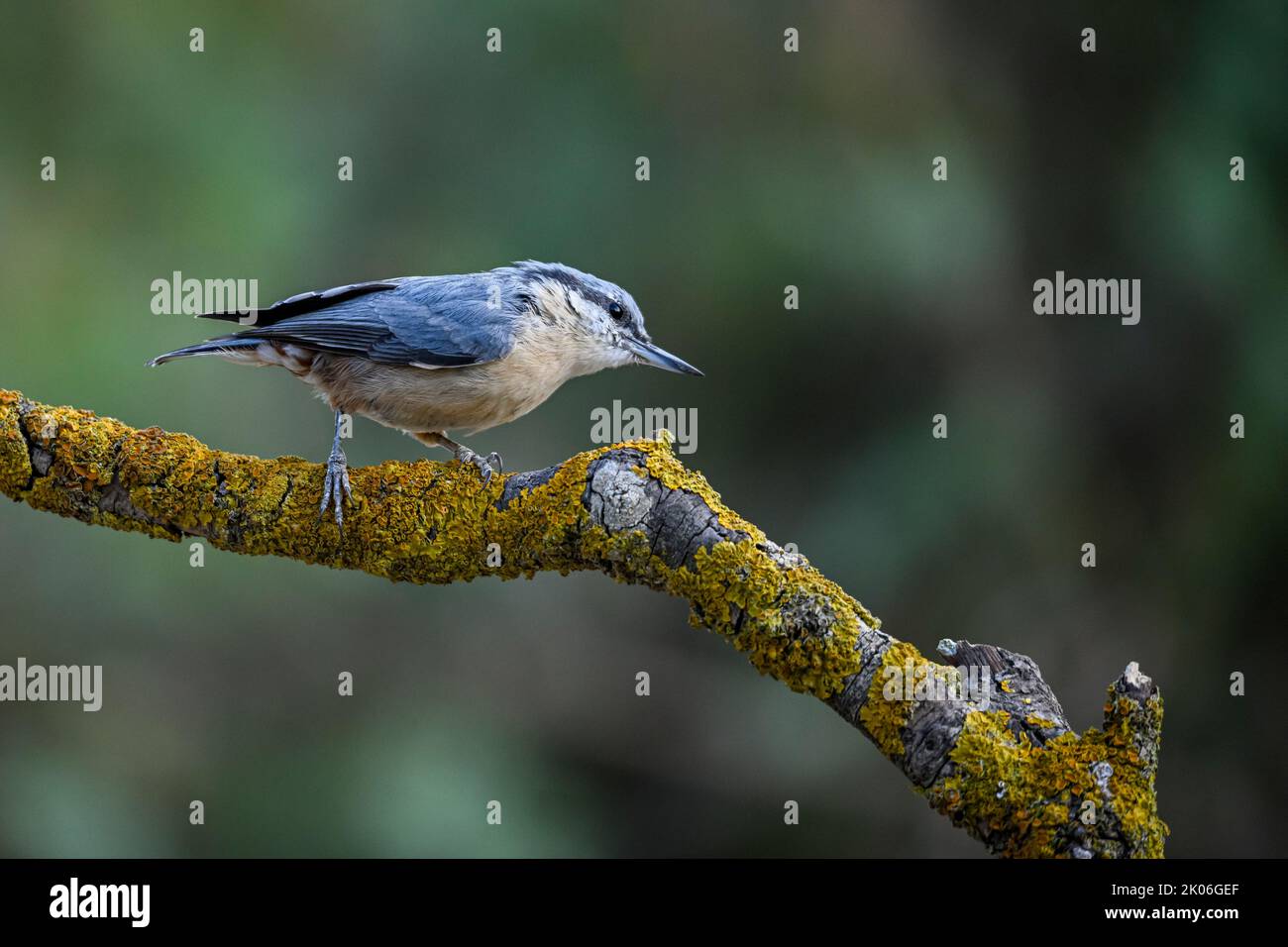 Sitta europaea - The nuthatch is a species of passerine bird in the ...