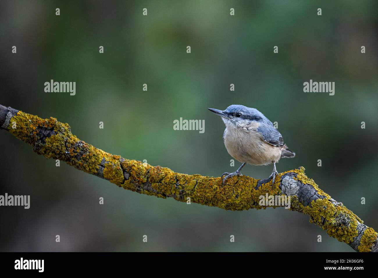 Sitta europaea - The nuthatch is a species of passerine bird in the ...