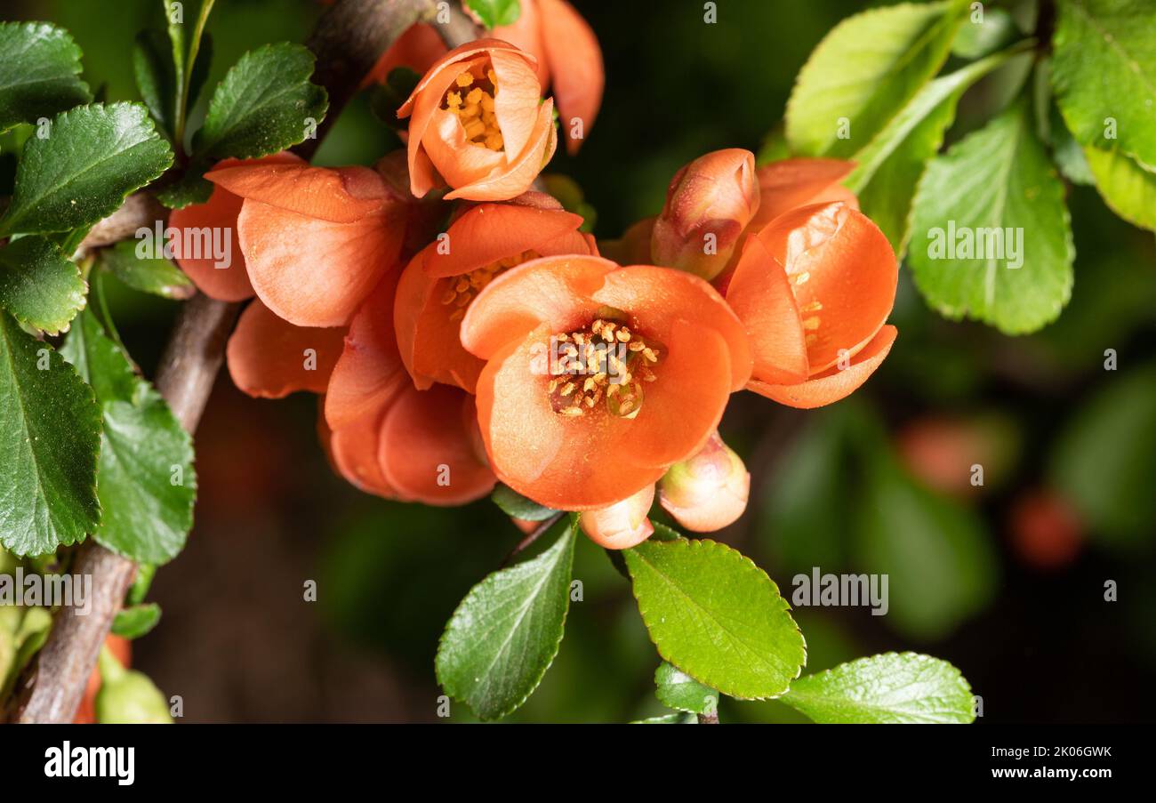 Japanese quince flowers in close-up. Blooming Japanese quince, orange ...