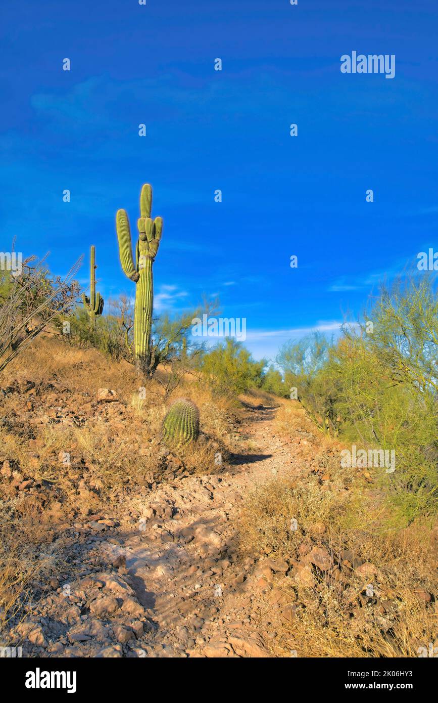 Narrow dirt path hiking trail in the scenic mountains of Tucson Arizona ...