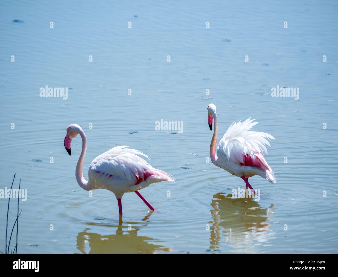 pair of pink flamingos walk in the shallow water Stock Photo - Alamy