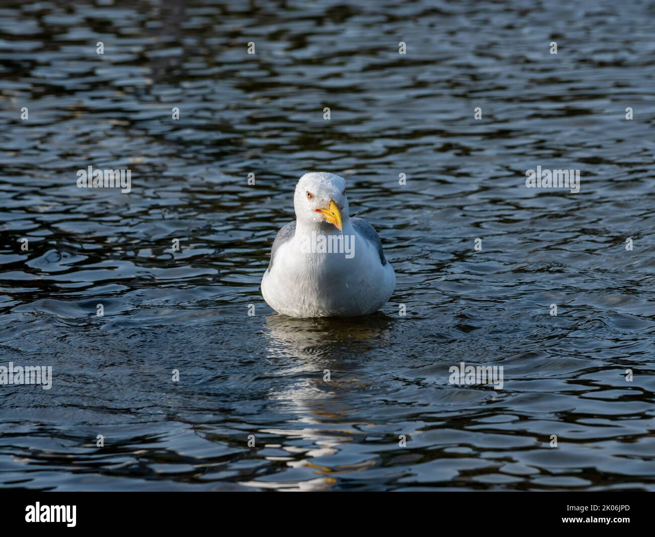 seagull floats on the surface of the water Stock Photo - Alamy