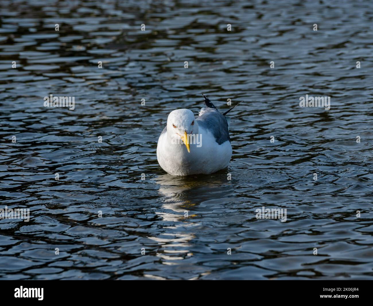 angry seagull floats on the surface of the water Stock Photo - Alamy