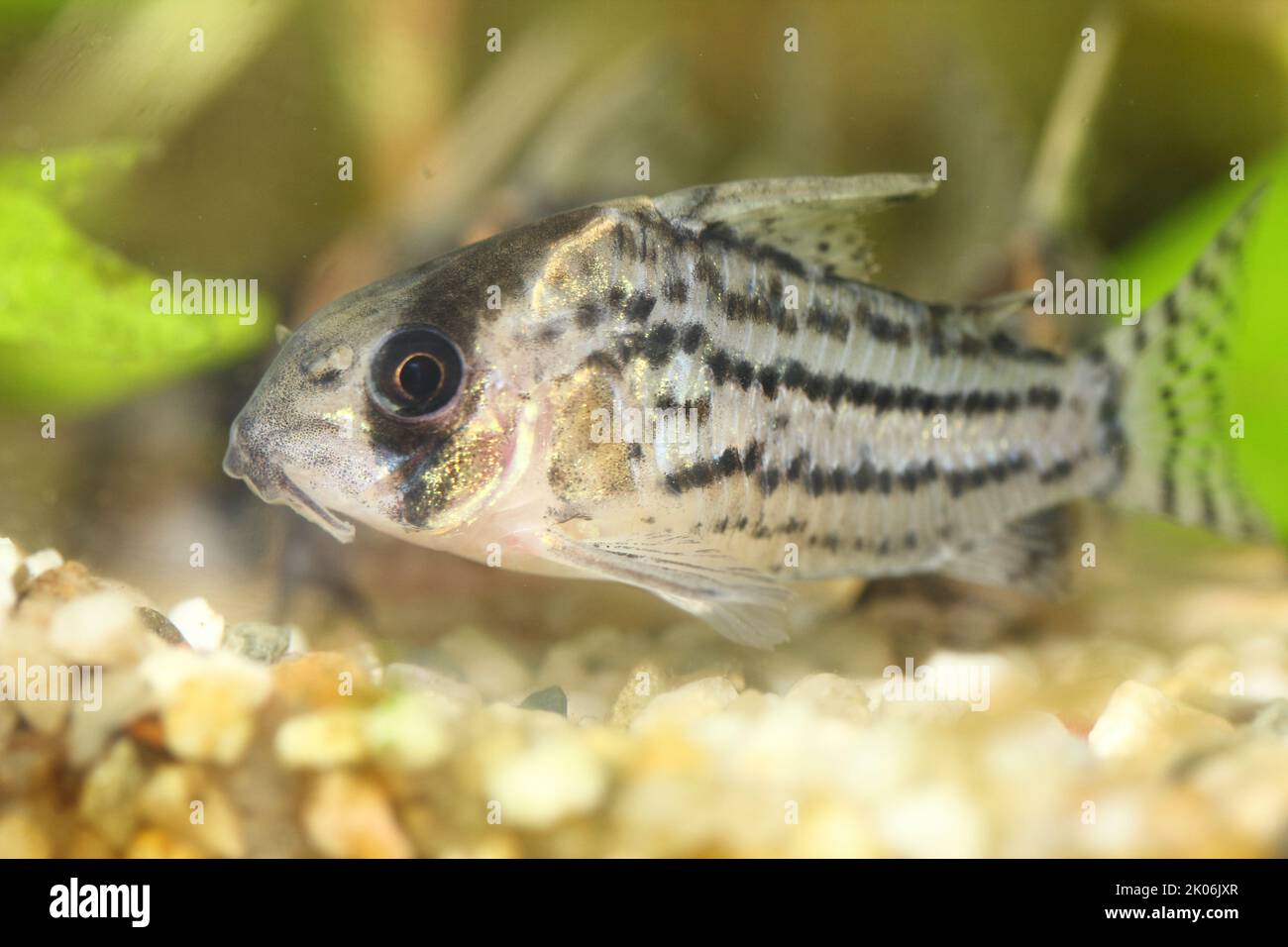 The bands-catfish (Corydoras schwartzi) a popular ornamental fish Stock ...