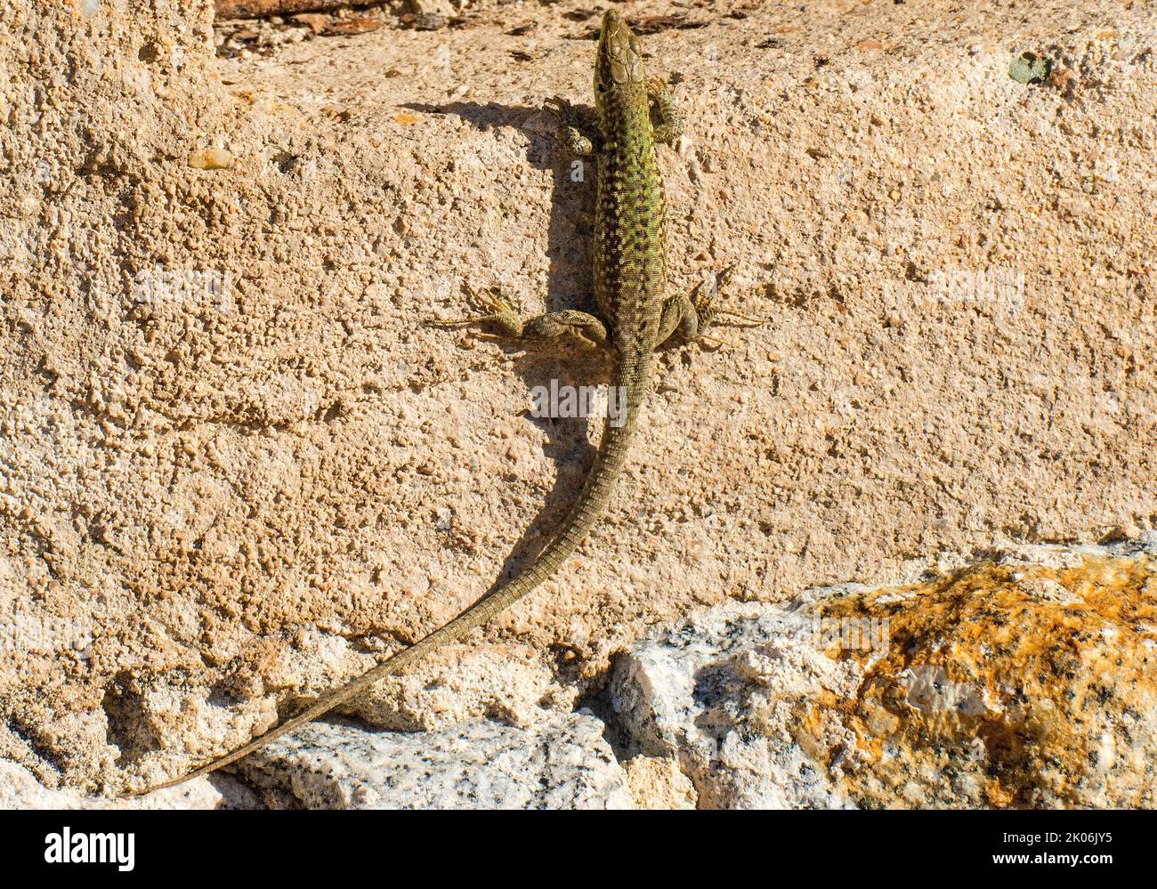 Lucertola verde hi-res stock photography and images - Alamy