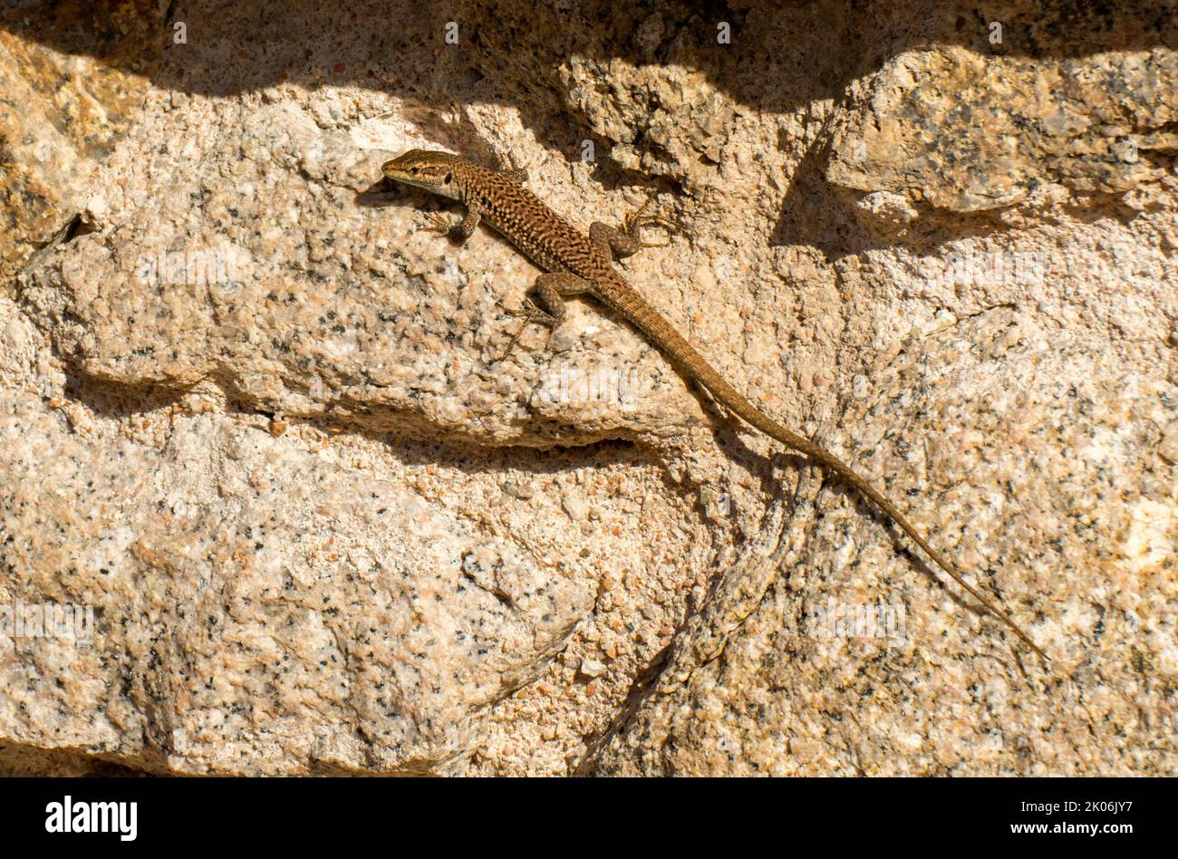Lucertola verde hi-res stock photography and images - Alamy