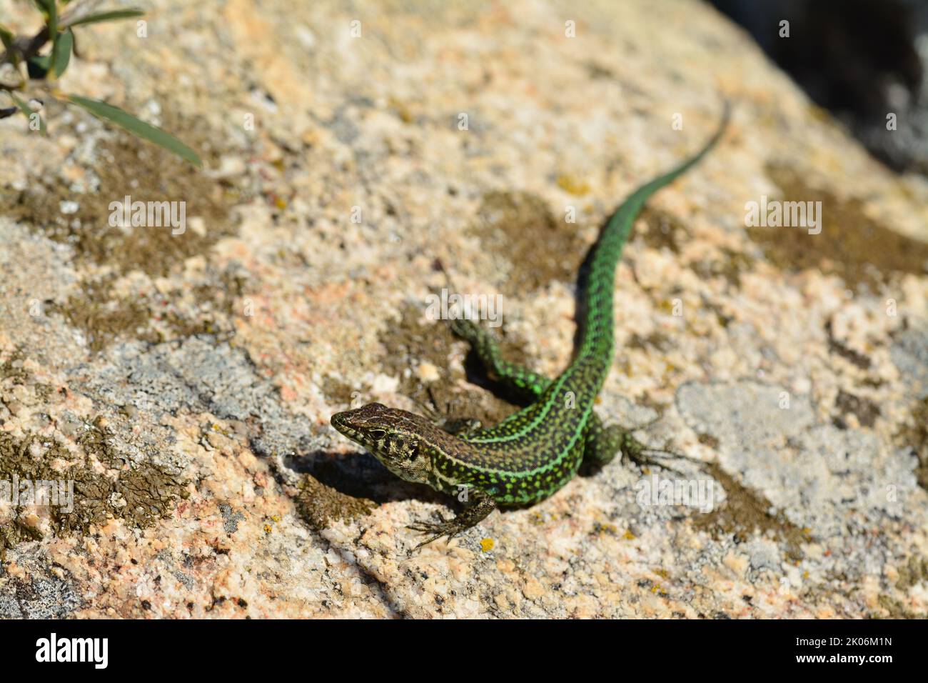 Lucertola verde hi-res stock photography and images - Alamy