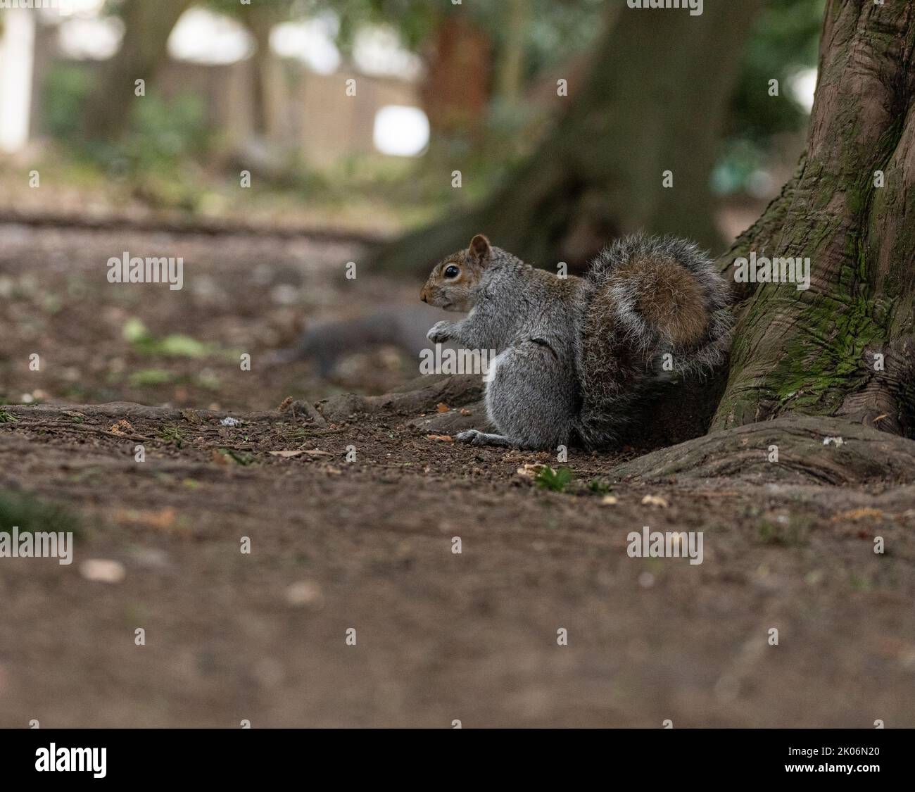 Close ups of a Grey Squirrel foraging on the ground in a park and ...