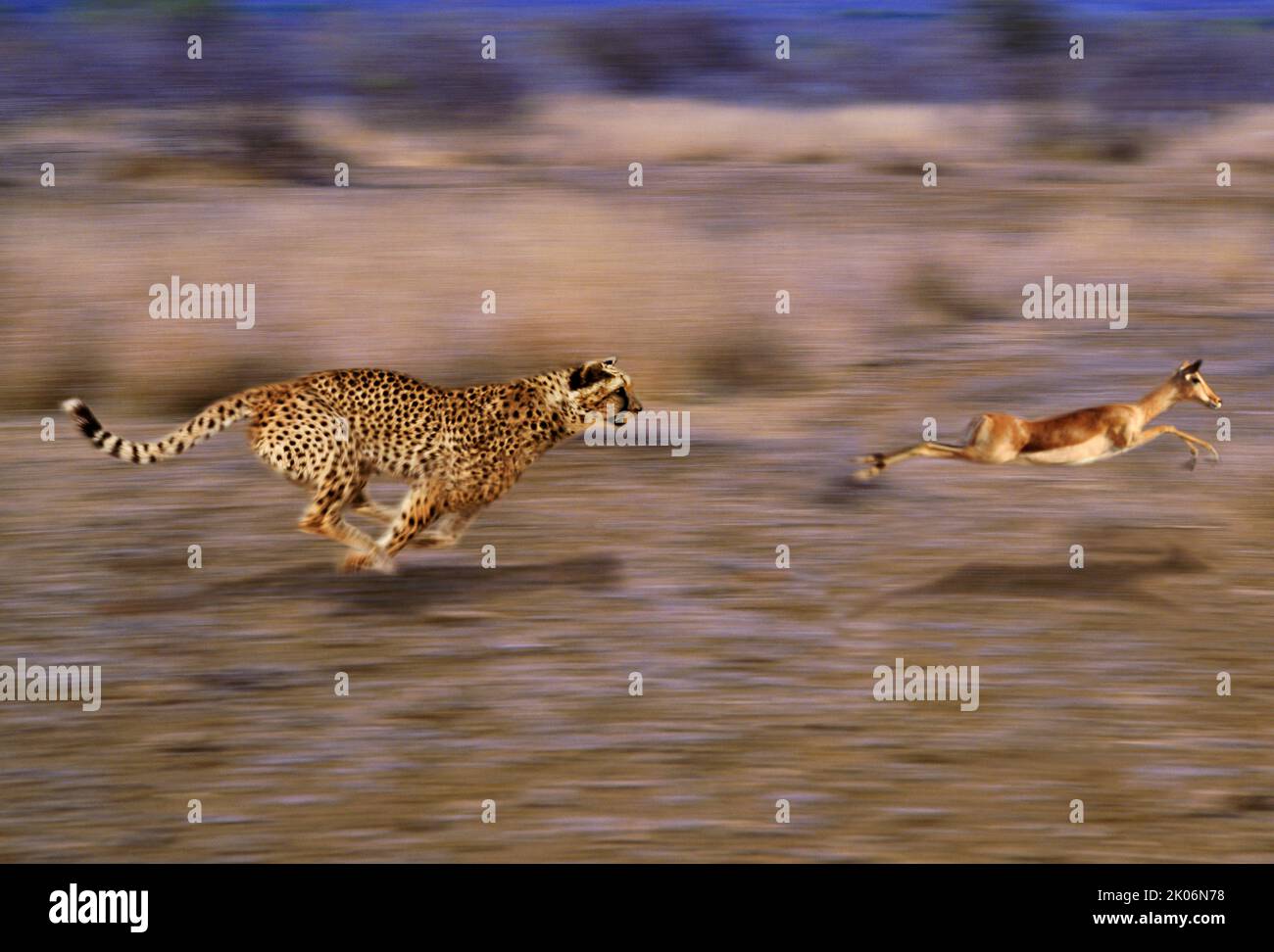 Cheetah chasing impala, South Africa. Cheetah (acinonyx jubatus ...