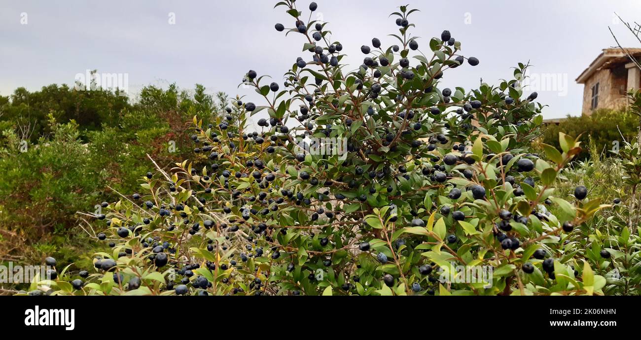 Mirto di Sardegna Stock Photo - Alamy