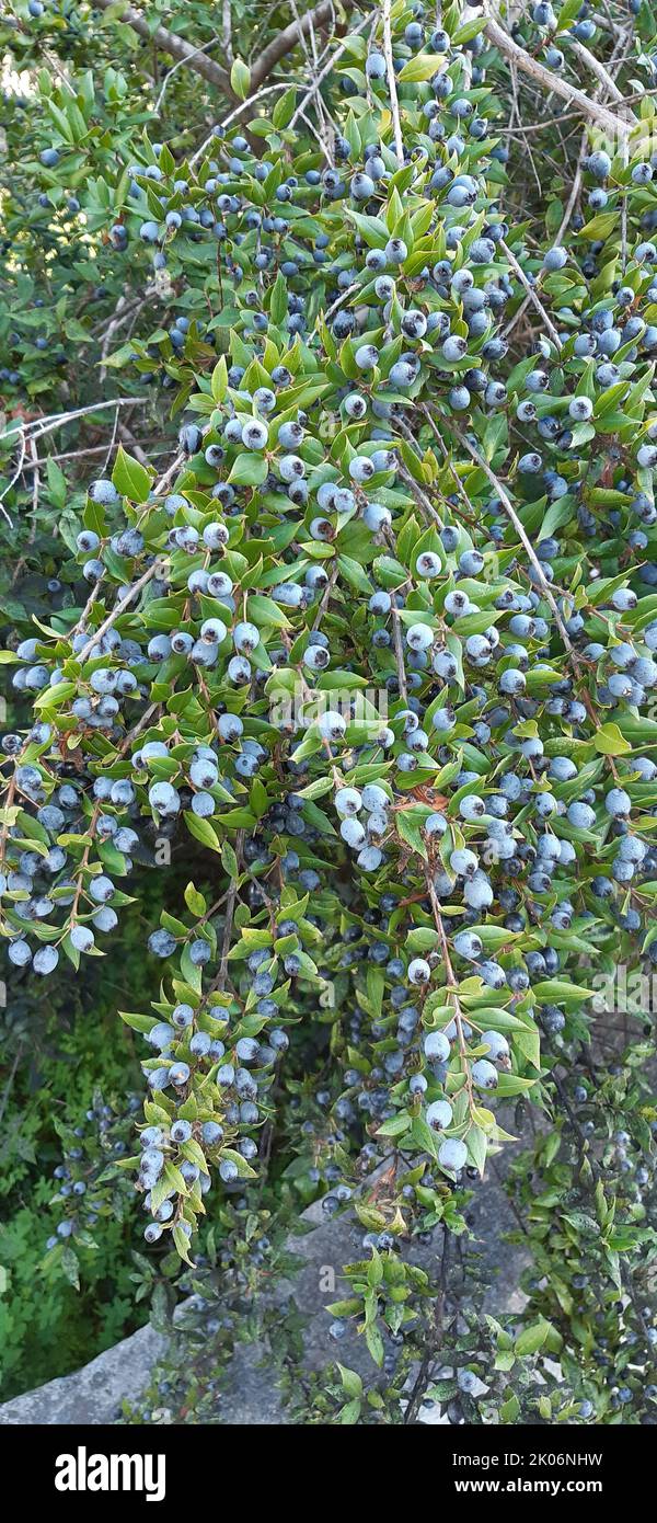 Pianta di mirto hi-res stock photography and images - Alamy
