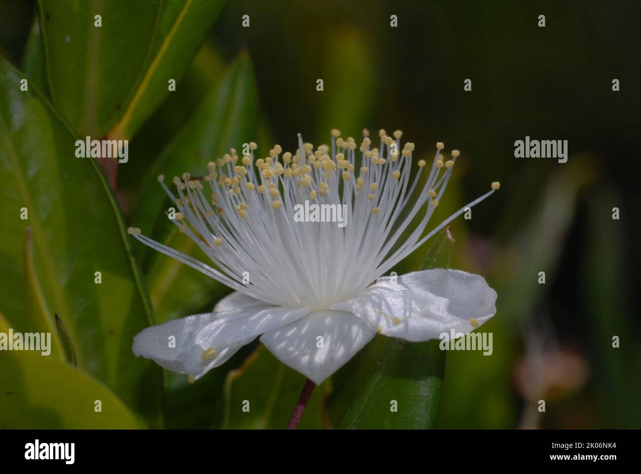 Pianta di mirto hi-res stock photography and images - Alamy