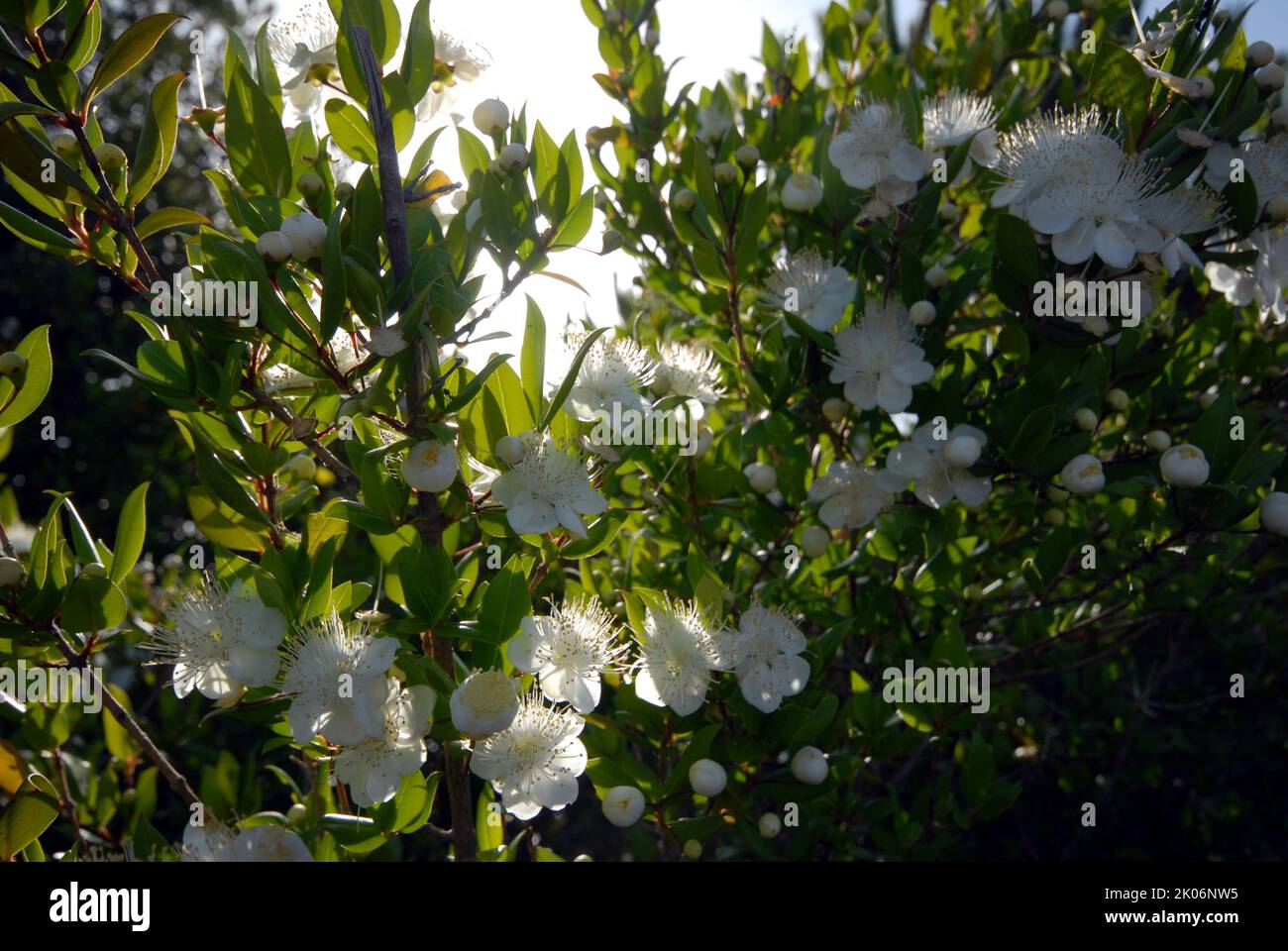 Mirto di Sardegna Stock Photo - Alamy