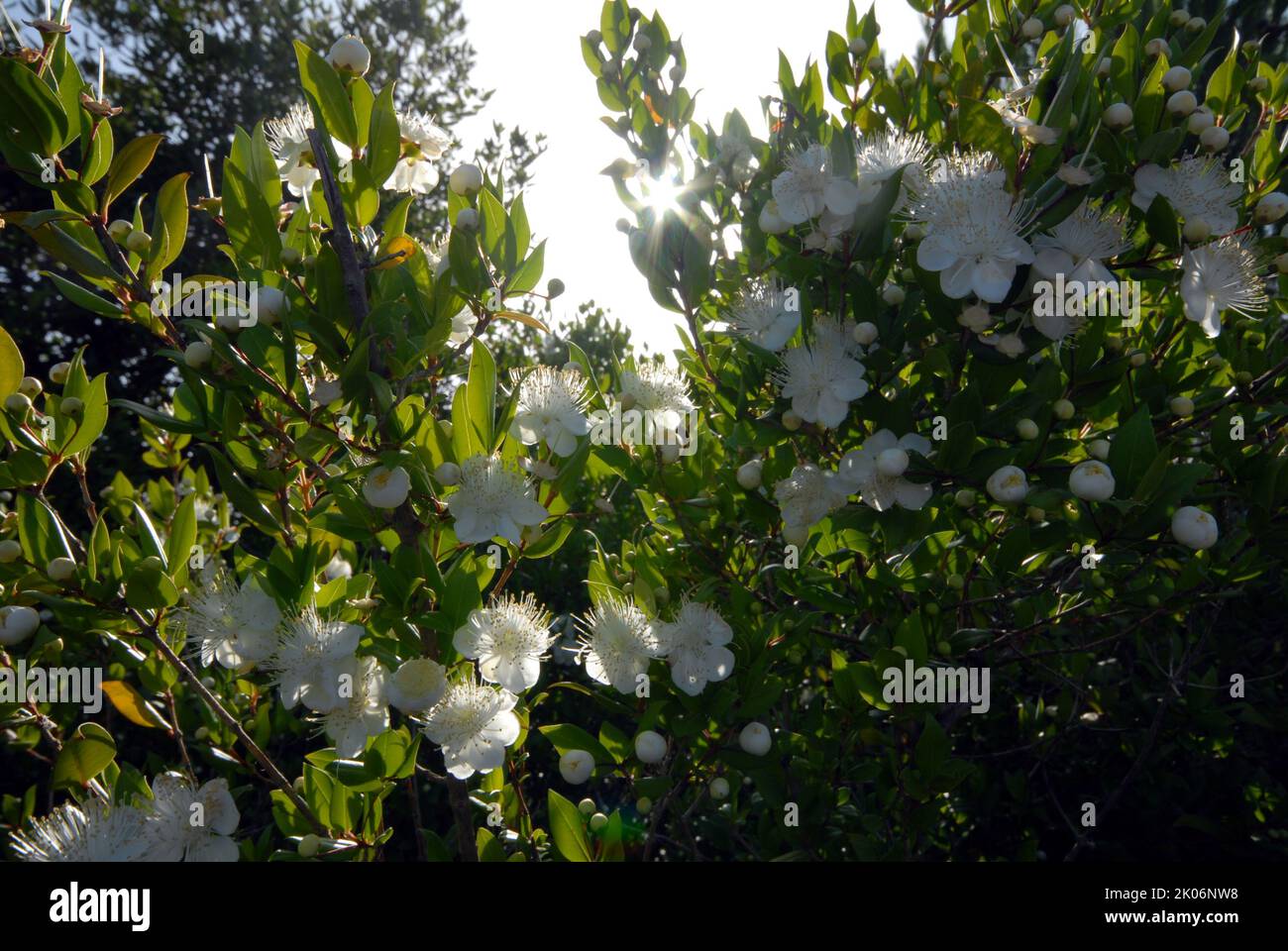 Pianta di mirto hi-res stock photography and images - Alamy