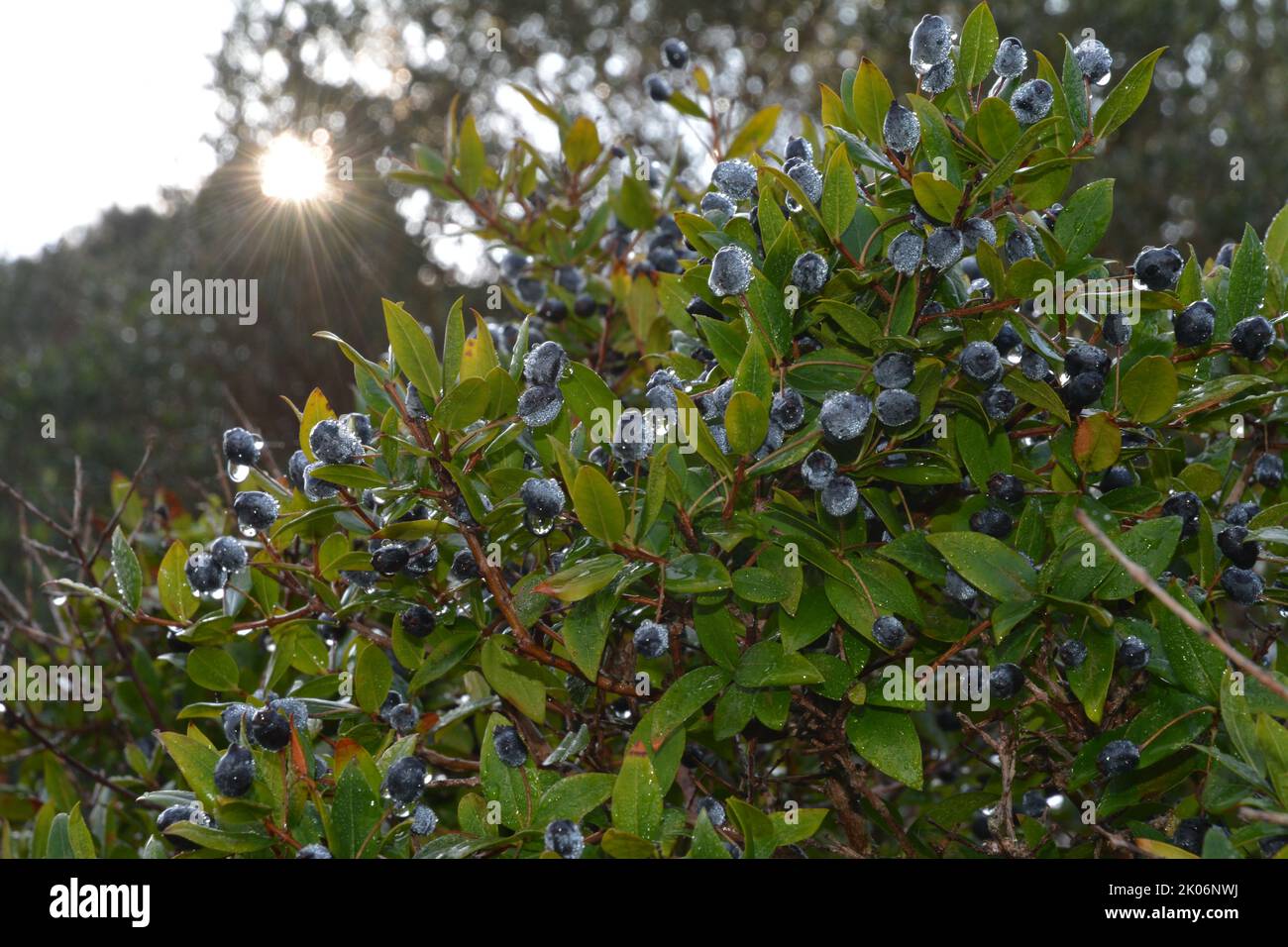 Mirto di Sardegna Stock Photo - Alamy