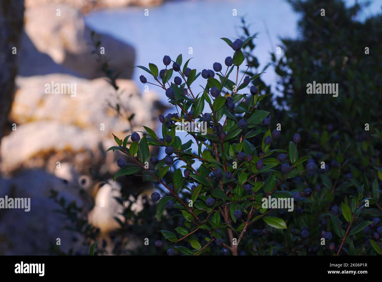 Pianta di mirto hi-res stock photography and images - Alamy