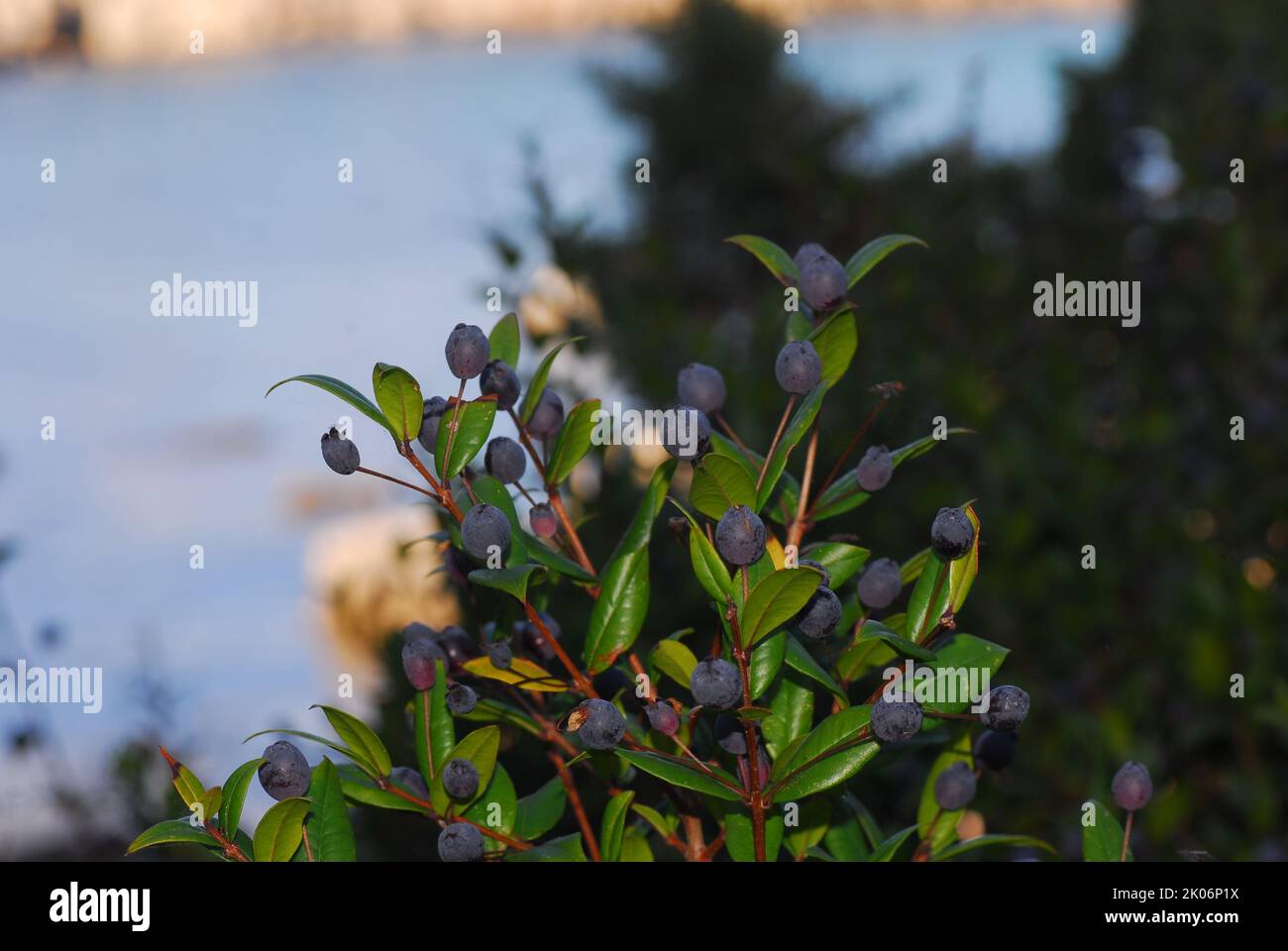 Pianta di mirto hi-res stock photography and images - Alamy