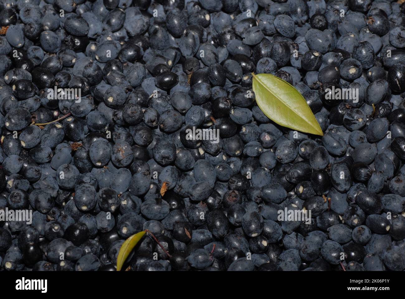 Pianta di mirto hi-res stock photography and images - Alamy