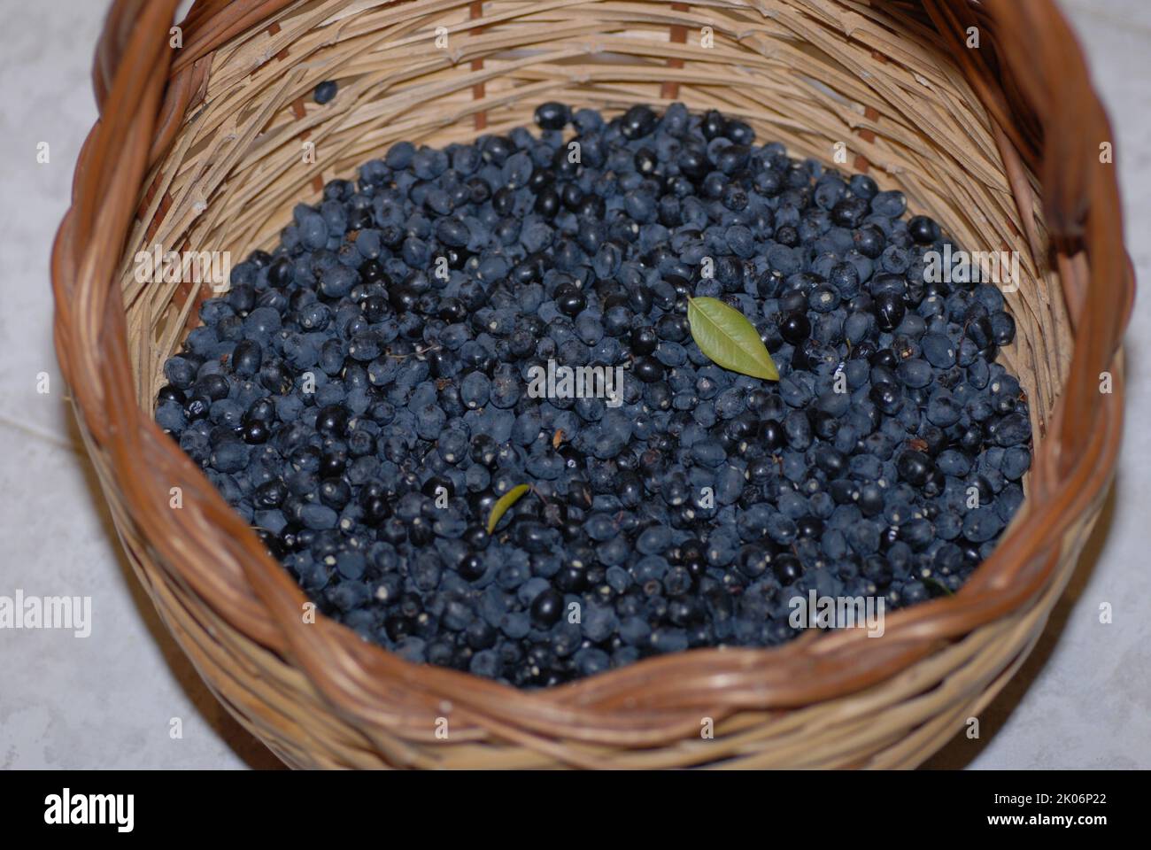 Pianta di mirto hi-res stock photography and images - Alamy