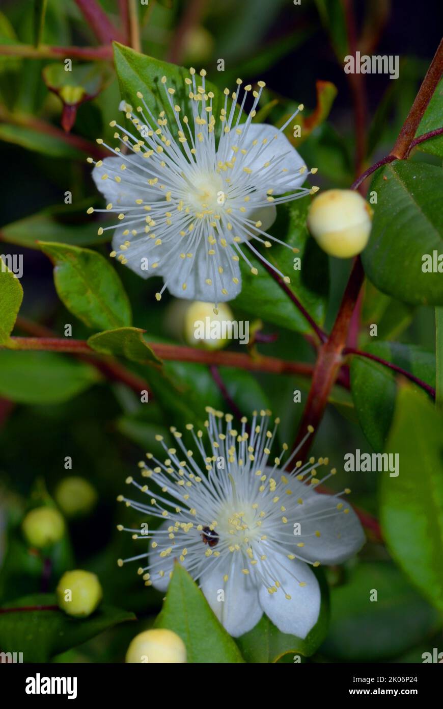 Mirto di Sardegna Stock Photo - Alamy