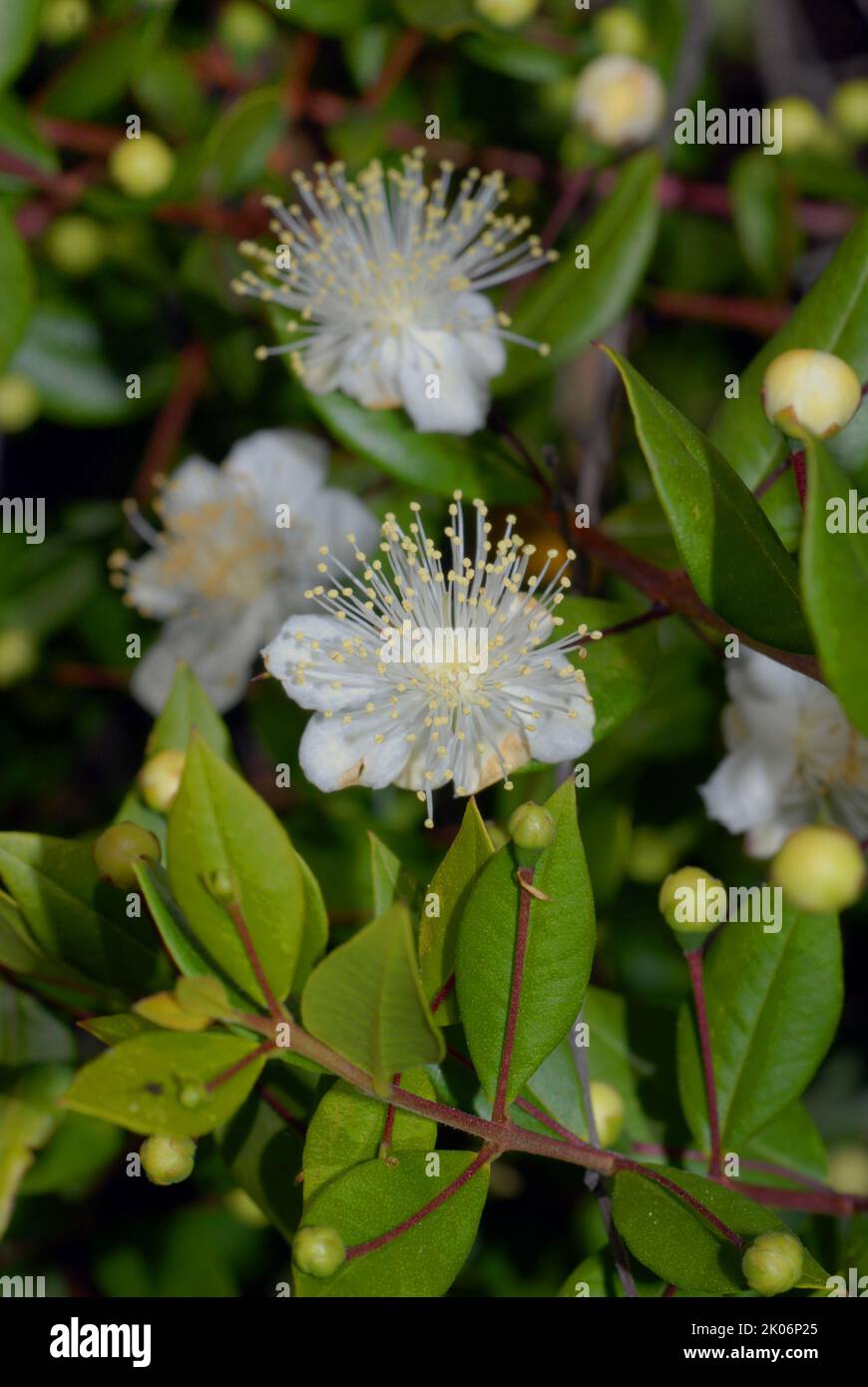 Mirto di Sardegna Stock Photo - Alamy