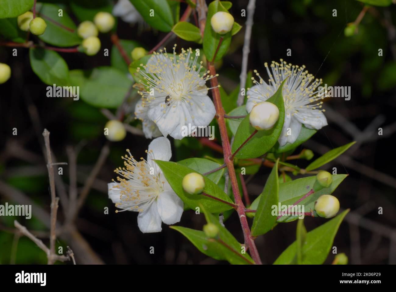 Mirto di Sardegna Stock Photo - Alamy