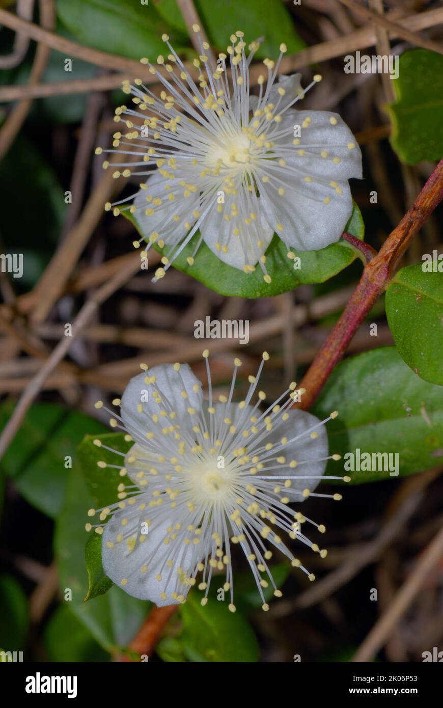 Pianta di mirto hi-res stock photography and images - Alamy