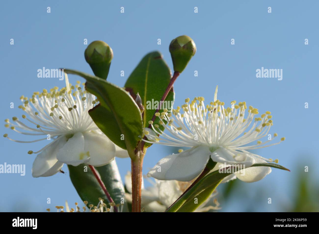 Mirto di Sardegna Stock Photo - Alamy