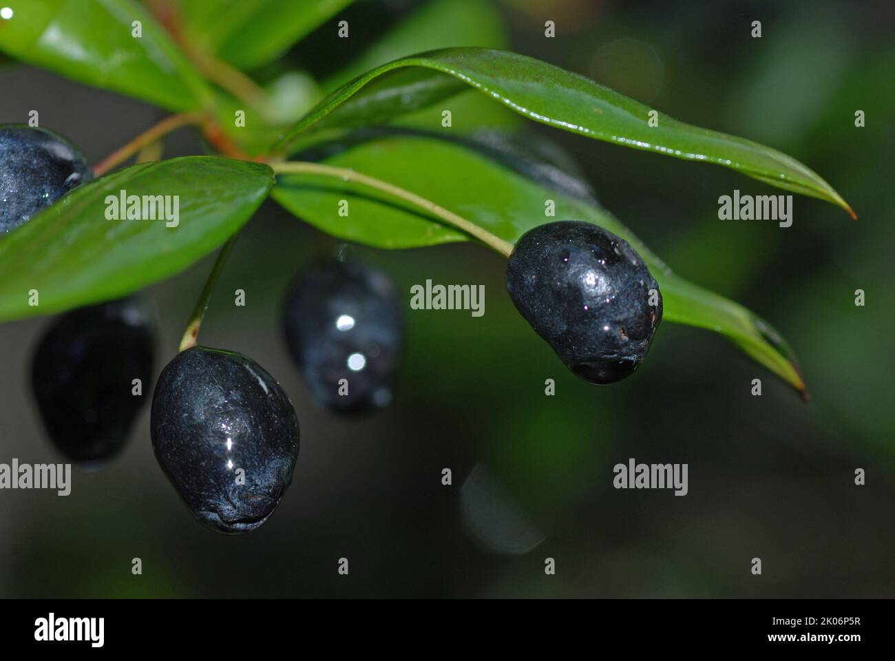 Pianta di mirto hi-res stock photography and images - Alamy