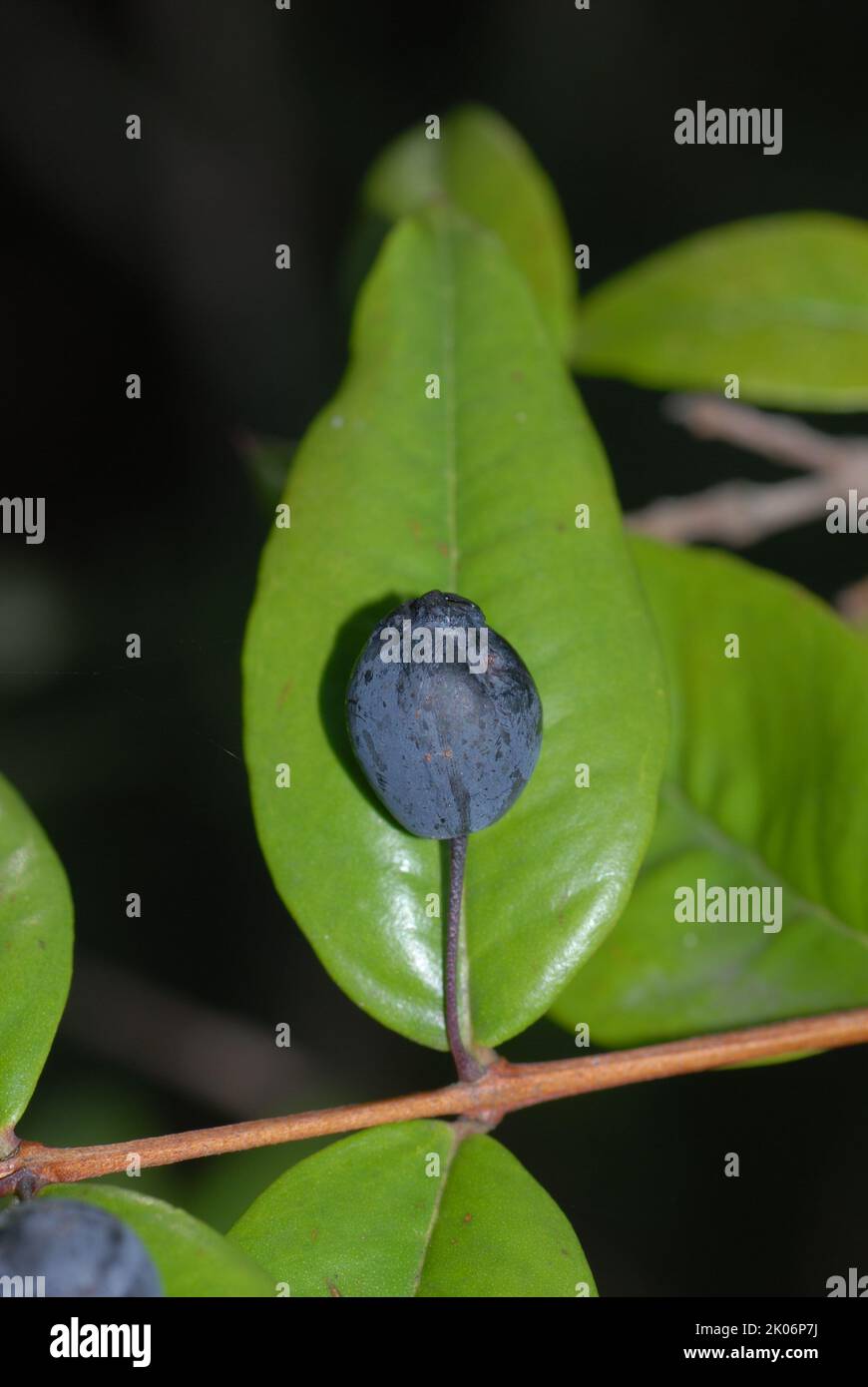 Pianta di mirto hi-res stock photography and images - Alamy