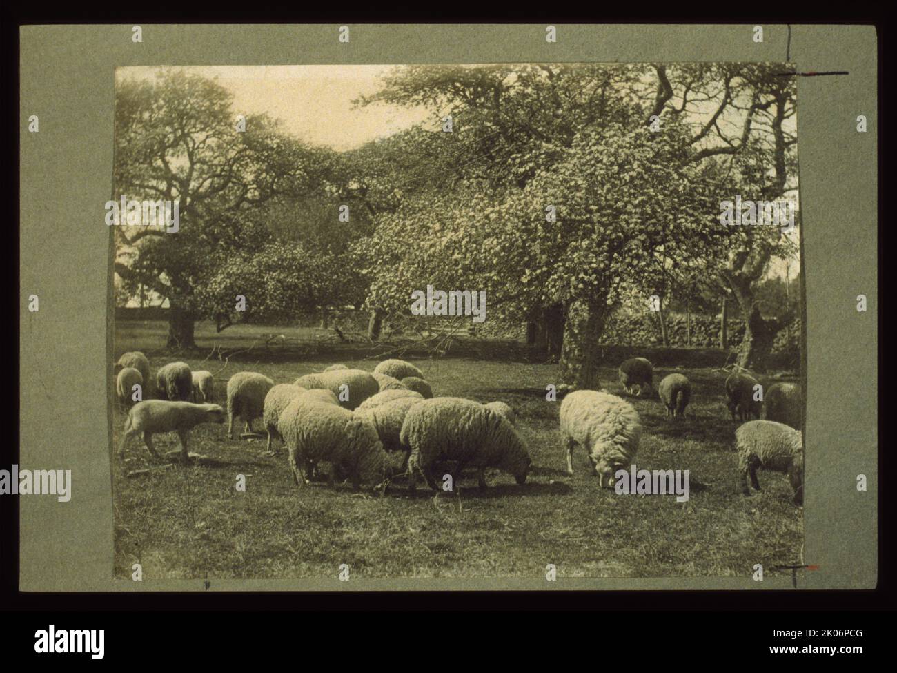 Shows sheep hi-res stock photography and images - Alamy