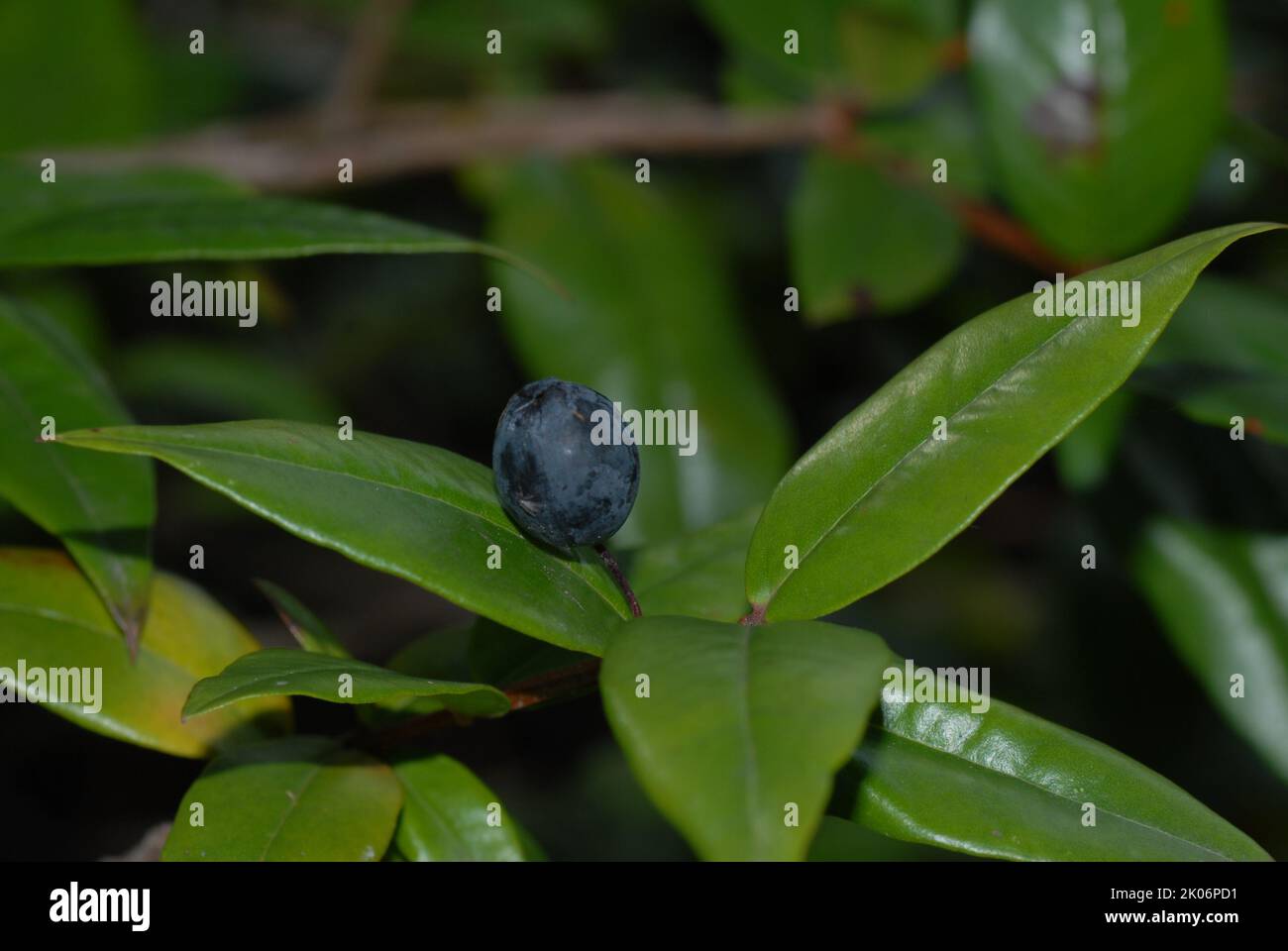 Mirto di Sardegna Stock Photo - Alamy