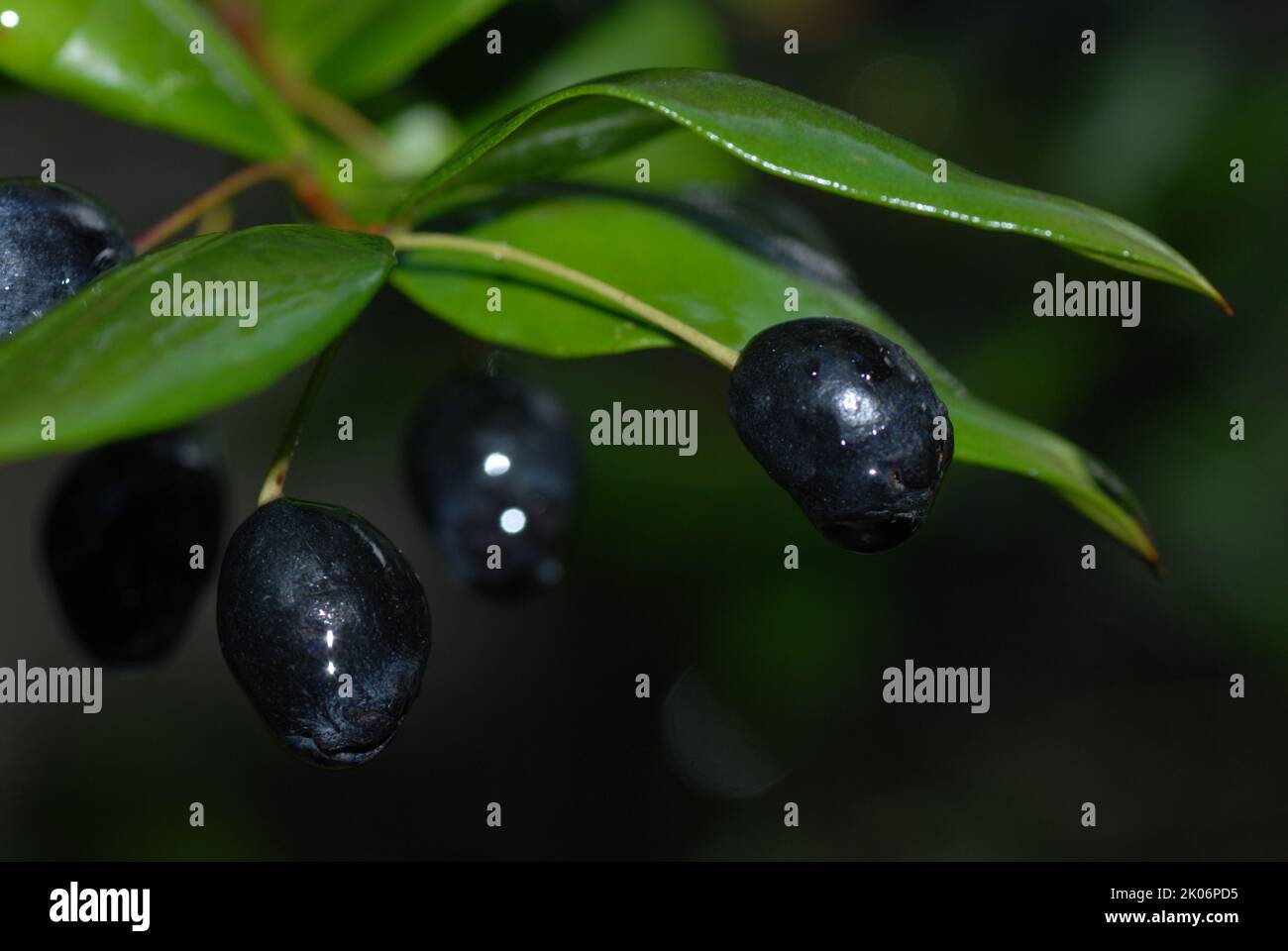 Pianta di mirto hi-res stock photography and images - Alamy