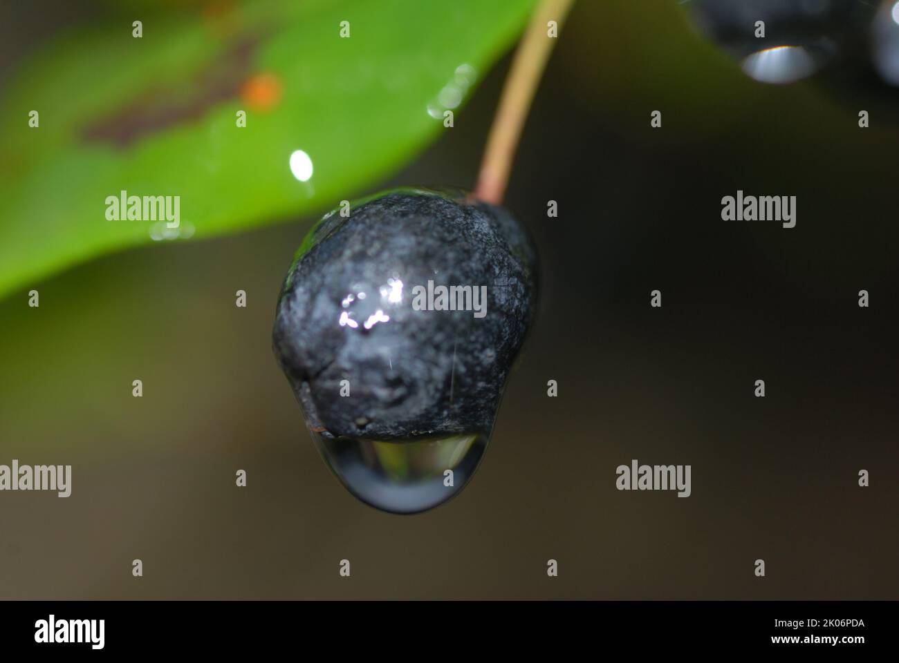 Pianta di mirto hi-res stock photography and images - Alamy
