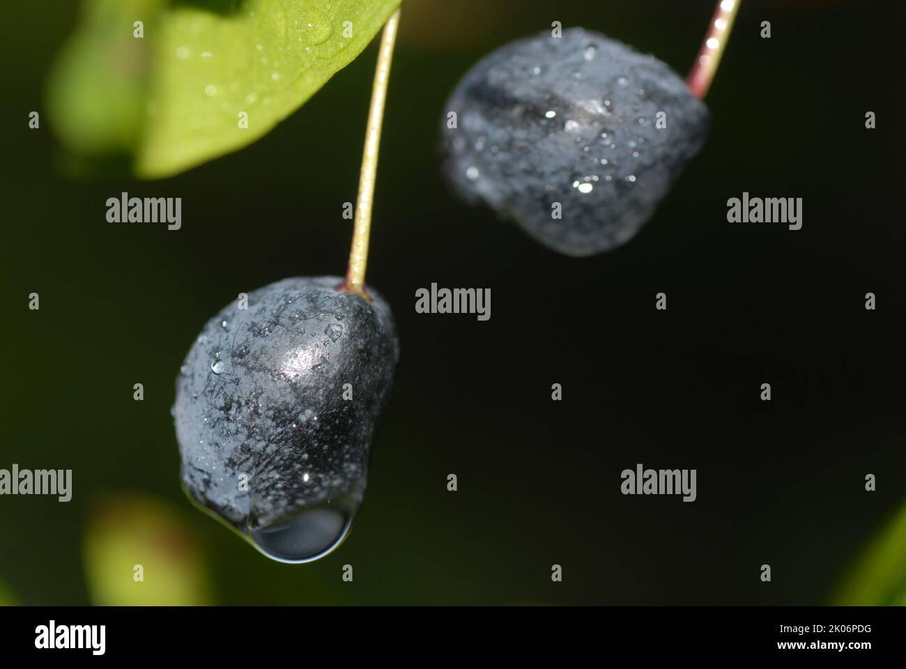 Pianta di mirto hi-res stock photography and images - Alamy