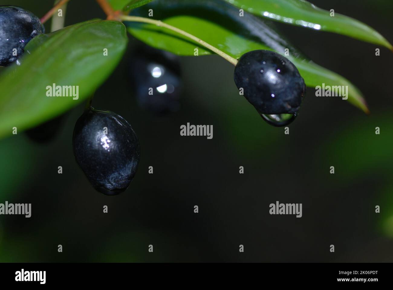 Pianta di mirto hi-res stock photography and images - Alamy